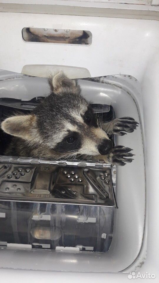 Енотик, полоскун. Девочка. Возраст 7 месяцев