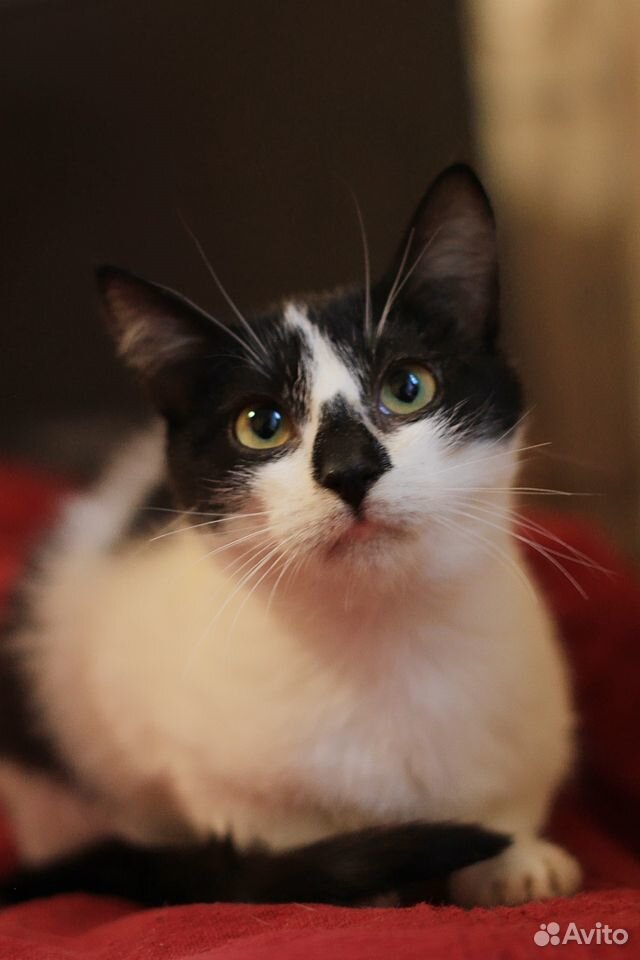 Ласковая девулька Капелька 7-8 мес ищет дом