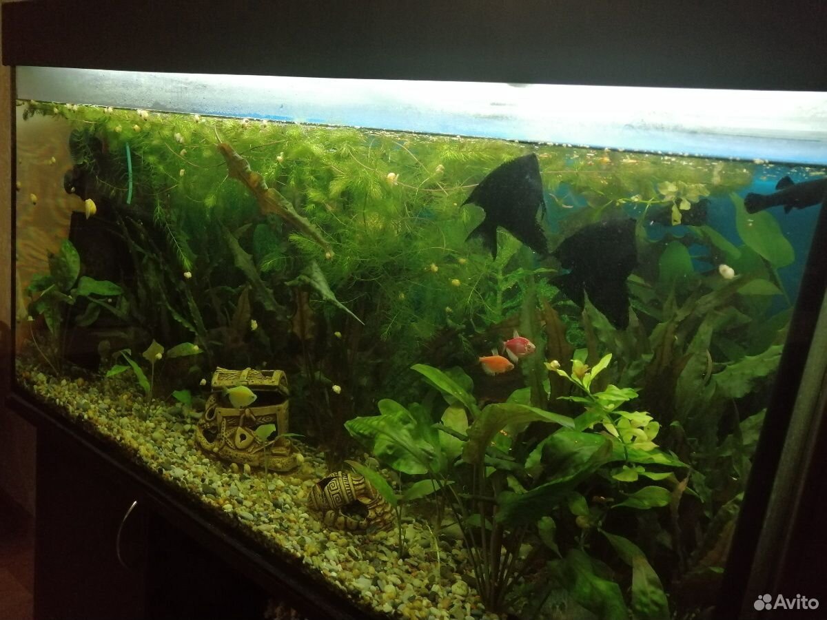 Аквариумные растения