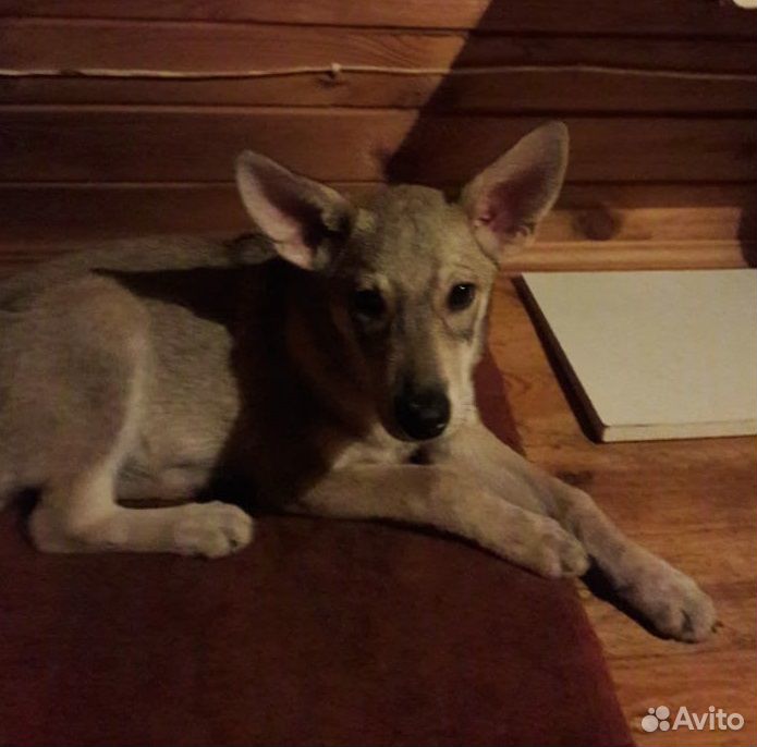 Щенок по имени Мышка