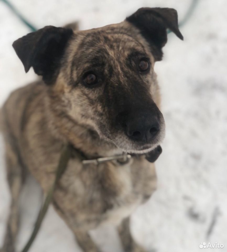 Ласковая, открытая и добрая Мира в поисках дома