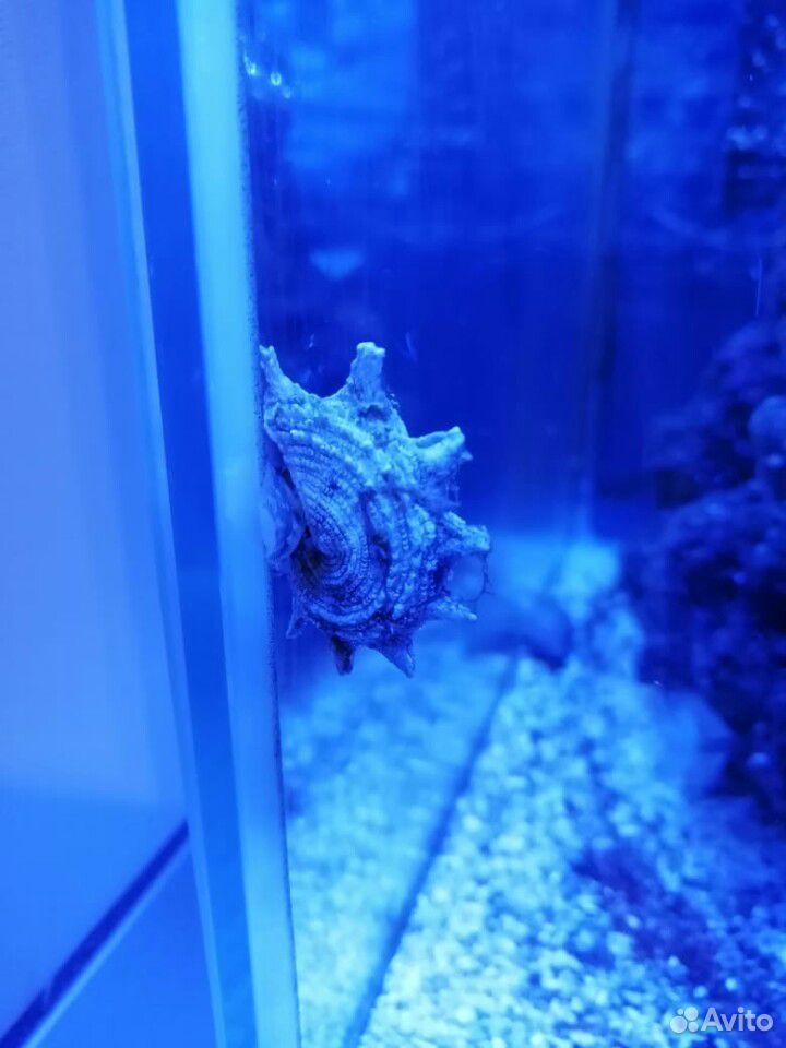 Улитка трохус рогатая