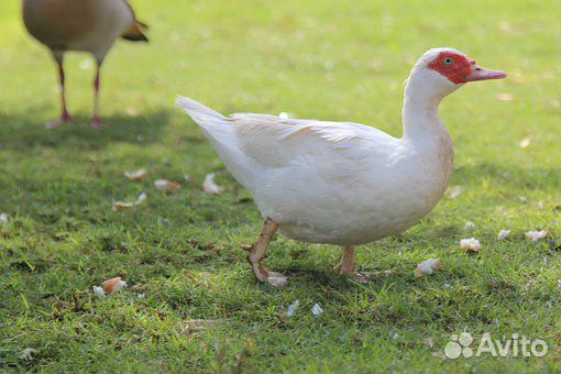 Индоутки зеленокумск