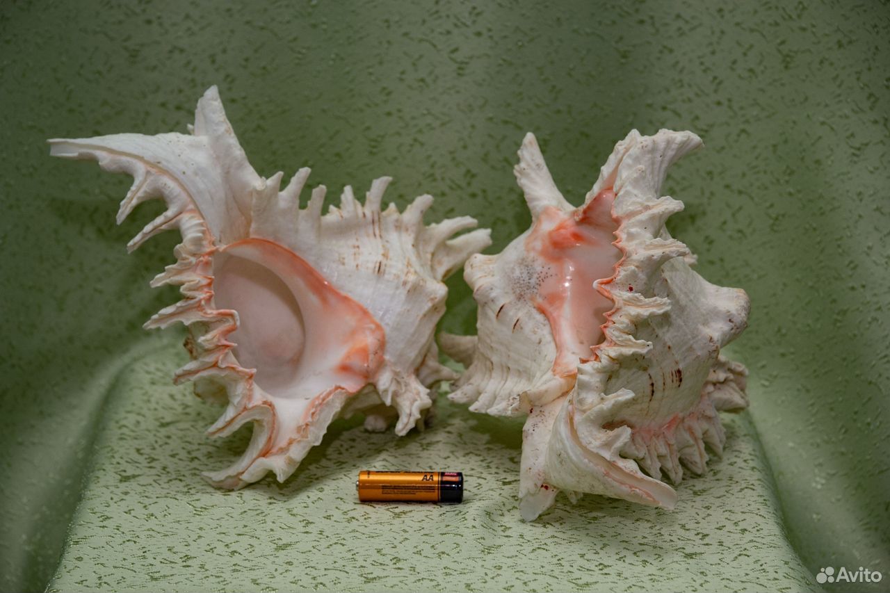 Морская ракушка