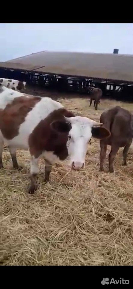Продам крупный рогатый скот