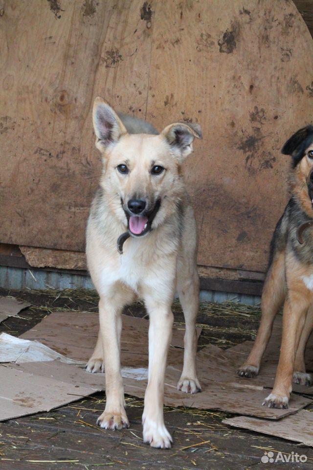 Собака Лара