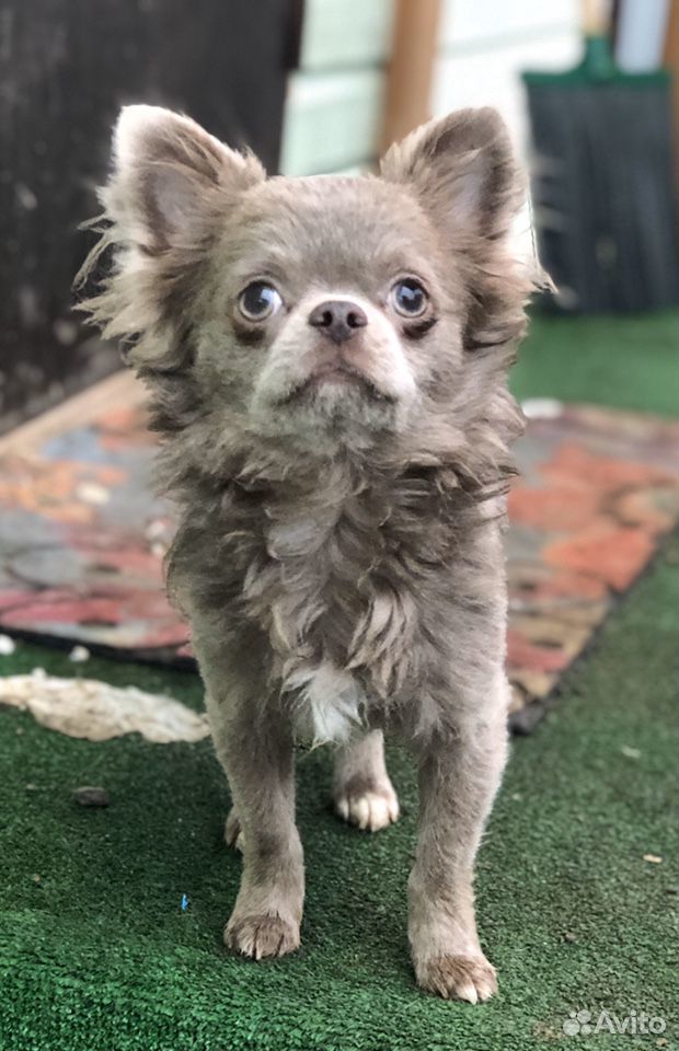 Чихуахуа кобель на вязку