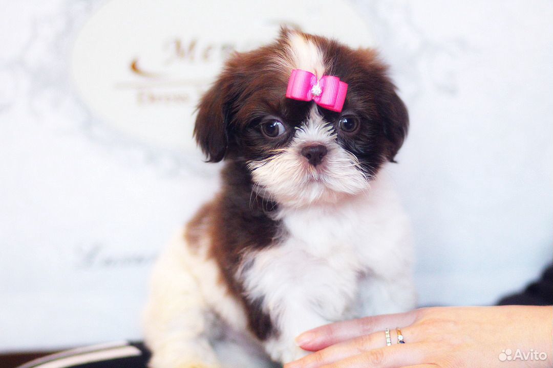 Шоколадинка Генриетта