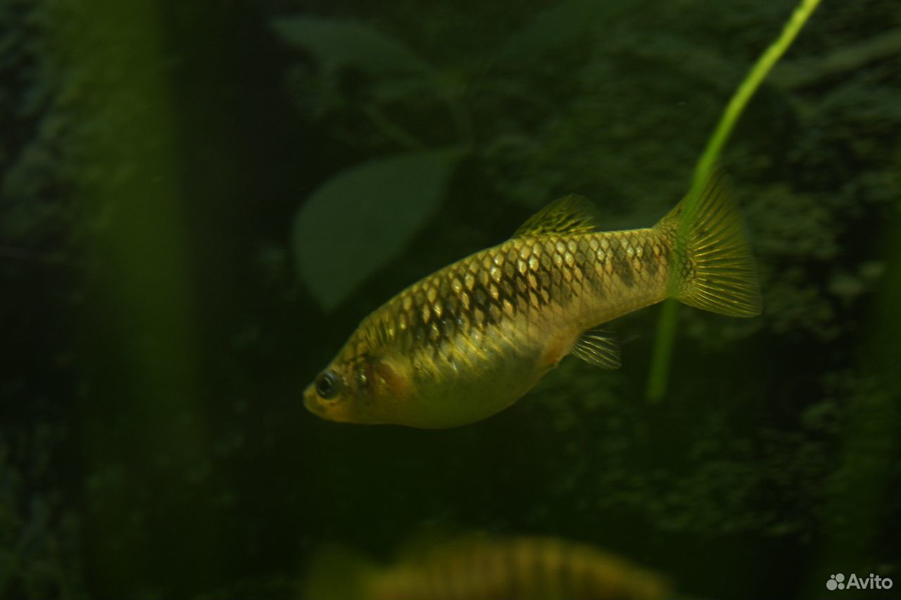 Мальки лимии чернополосой