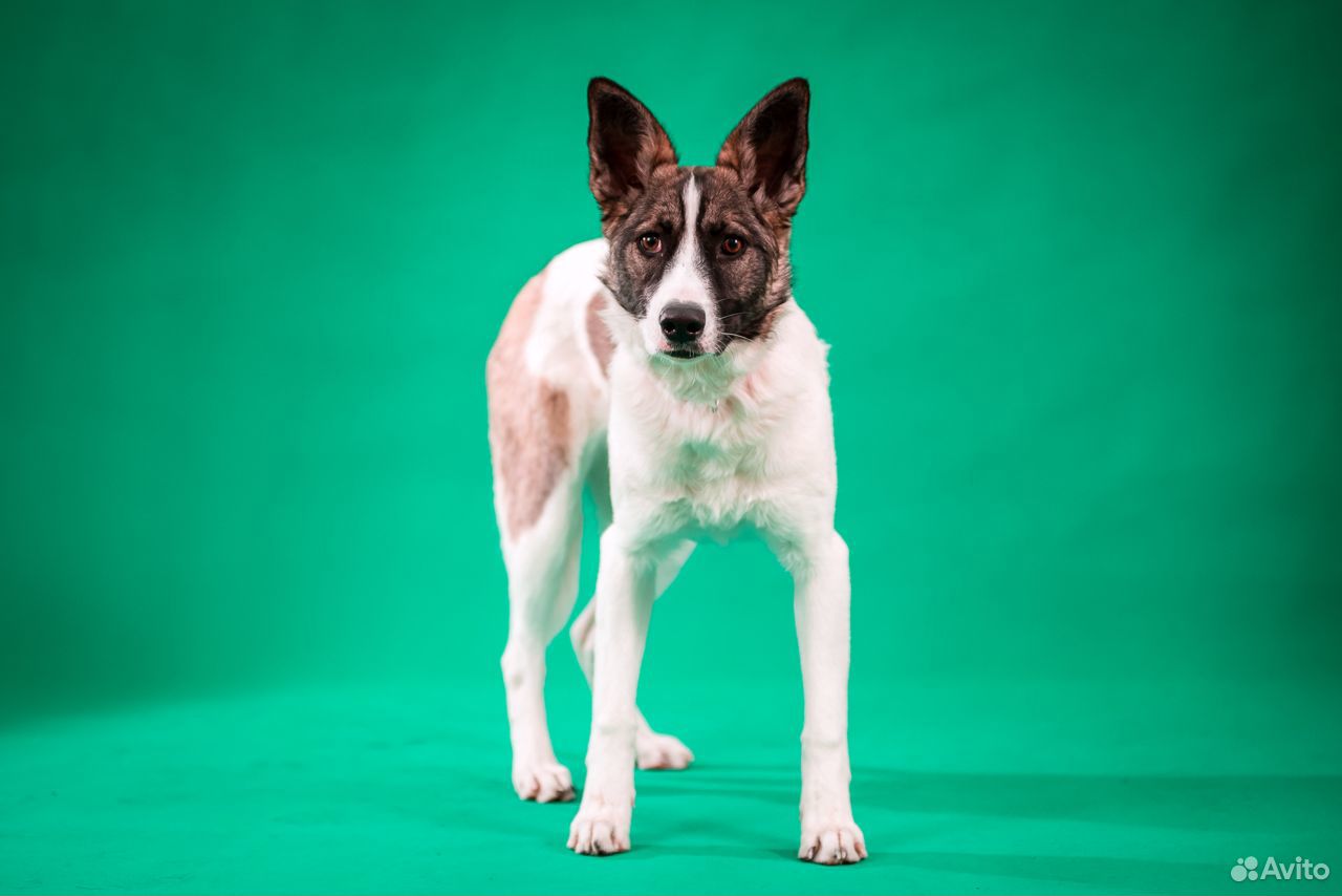 Селена. Отдается в добрые руки