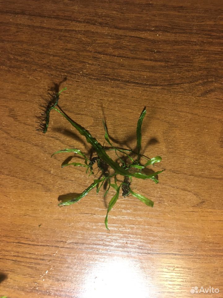 Водные растения