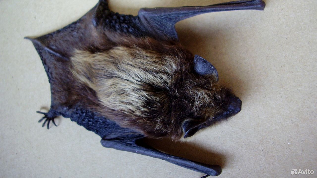 Летучая мышь