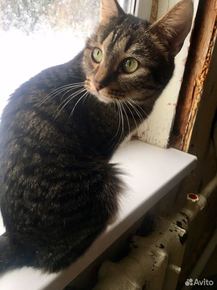 Кот Мурзик в добрые руки