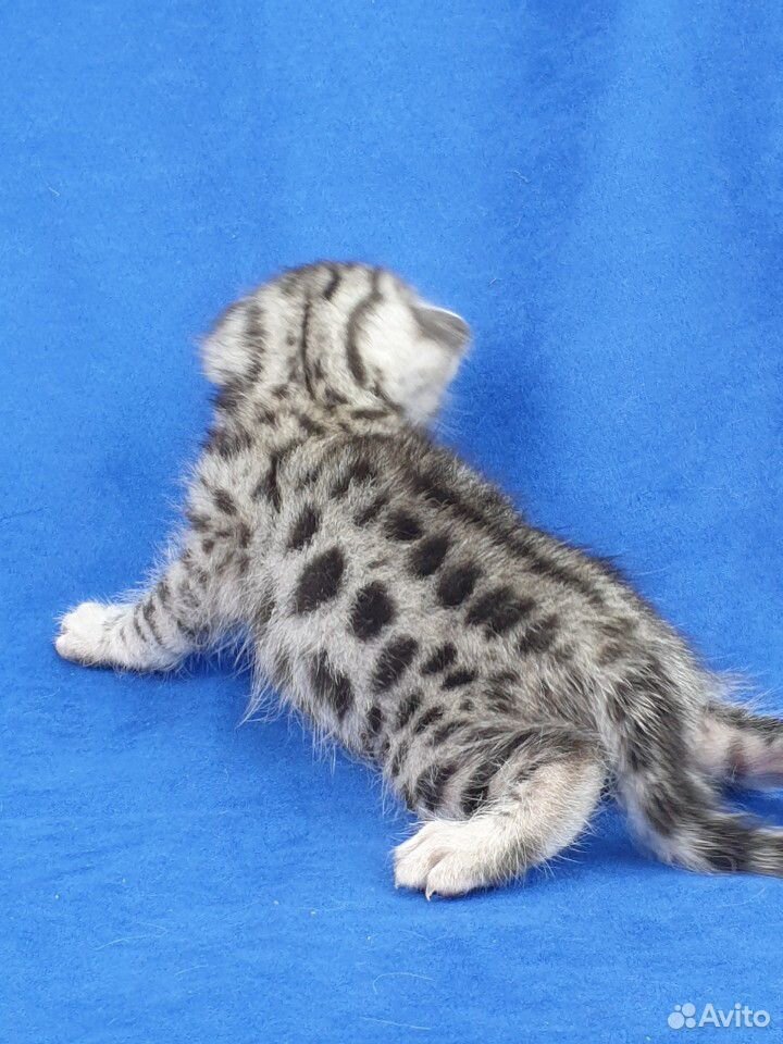 Бенгальские котята (серебро, золото, снег)