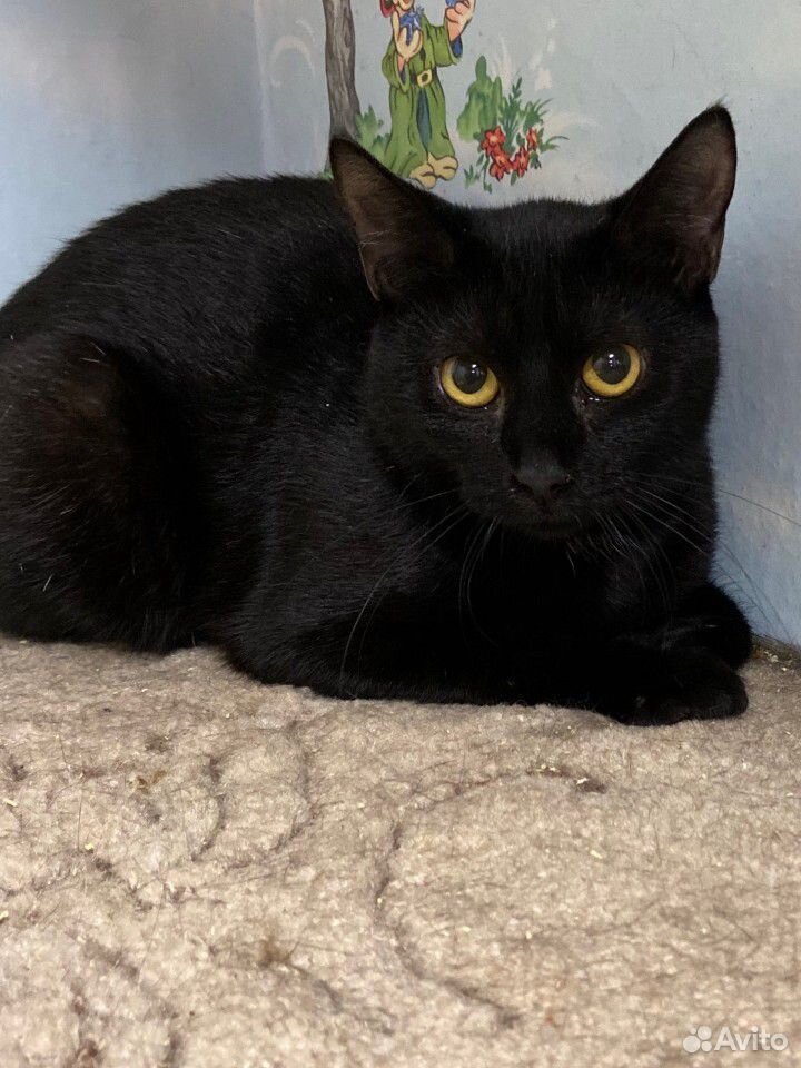 Маленькая пантера ищет дом