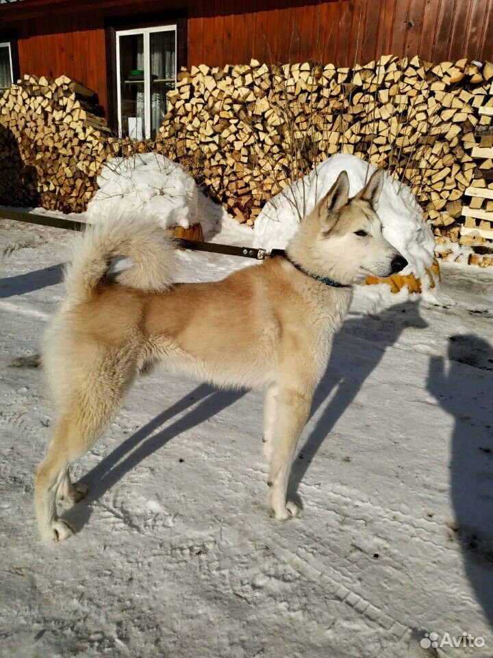 Кобель зсл для вязки