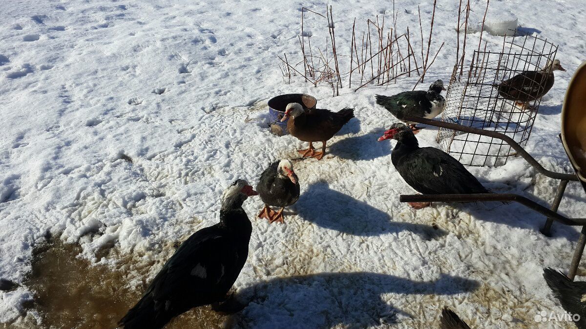 Индоутки от