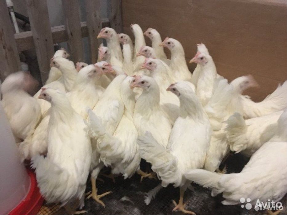 Куры -несушки(молодка) белые 4.5 месяца Декалб Уай