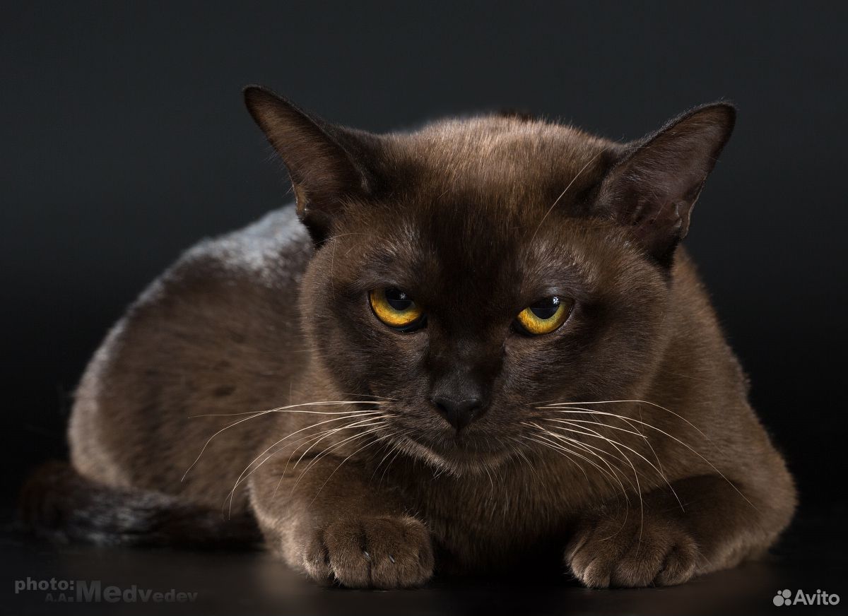 Предлагается для вязки кот Европейской Бурмы