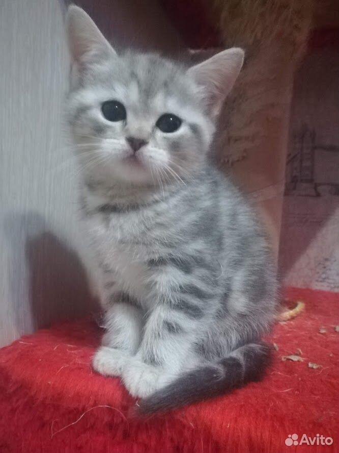 Шотландские пушистые котята