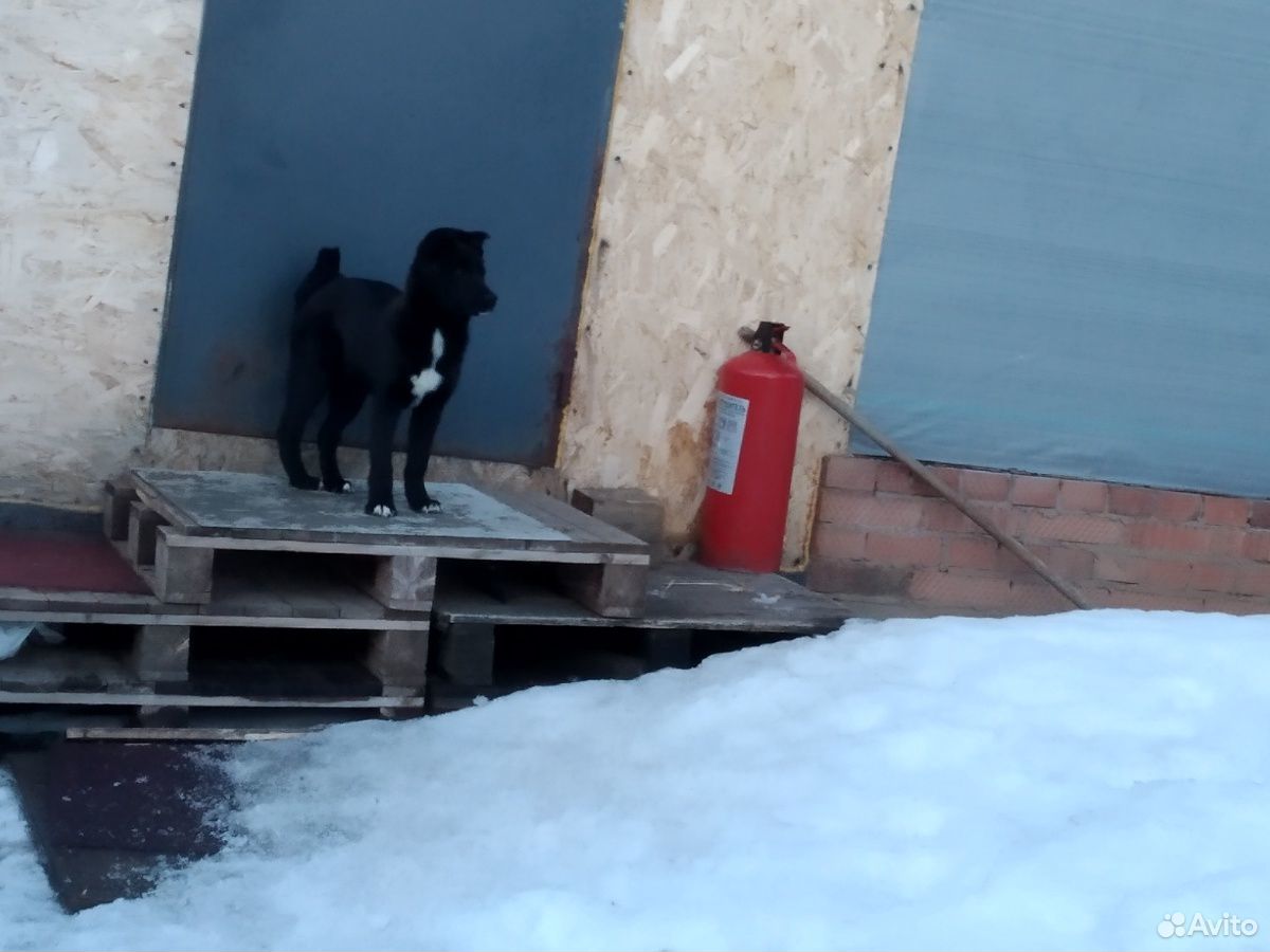 Щенки