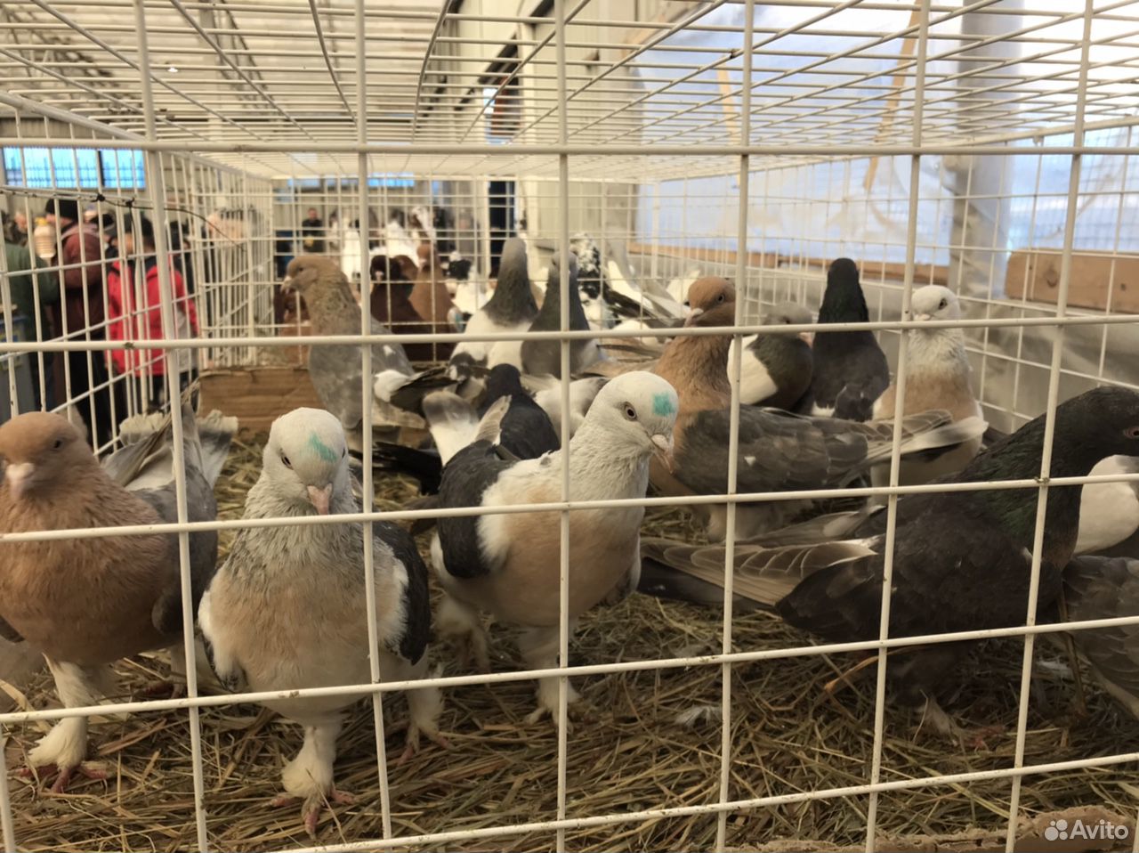 Турецкая Такла Бакинские бойныеиранские Бойные