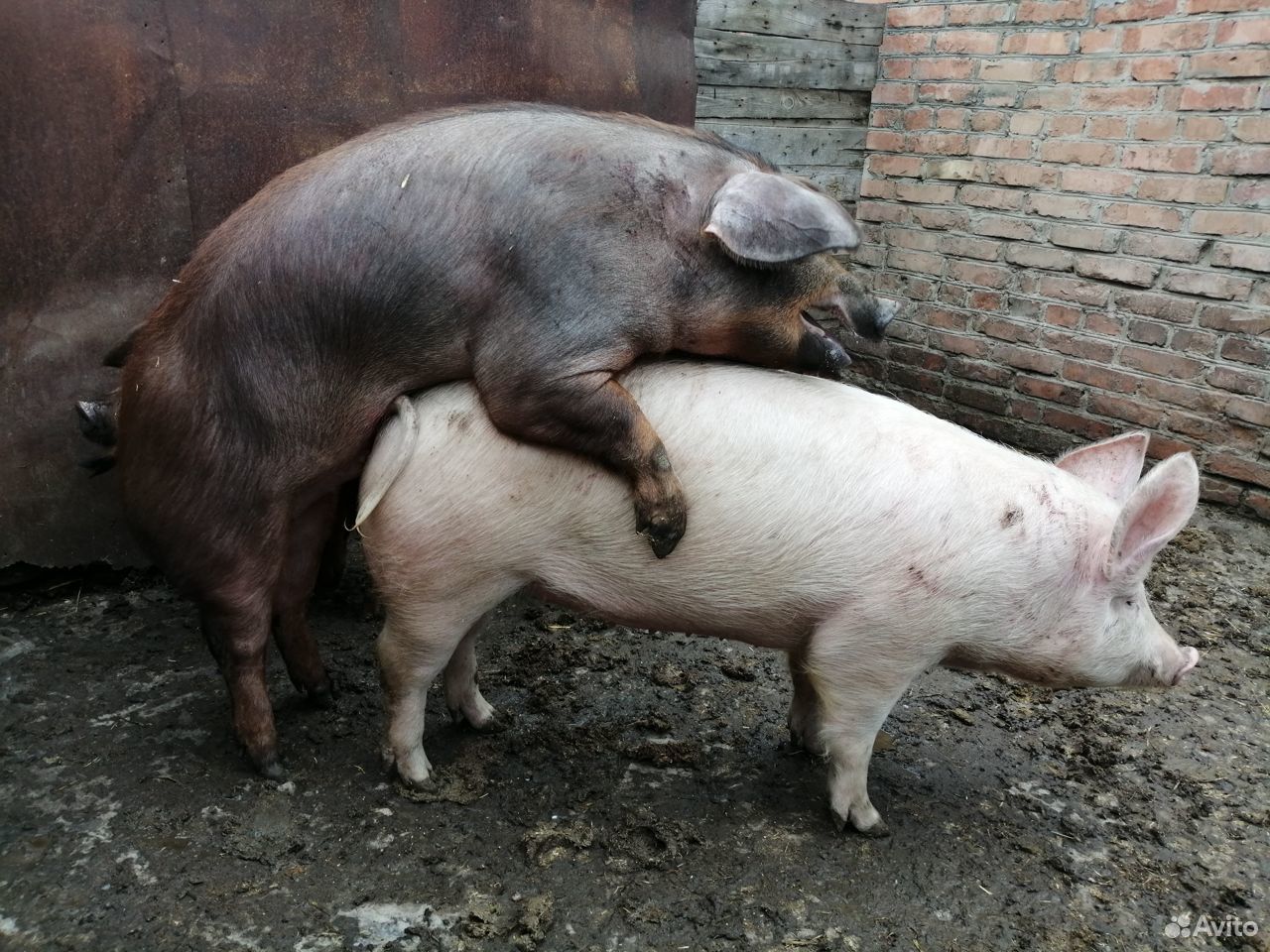 Хряк дюрок на случку