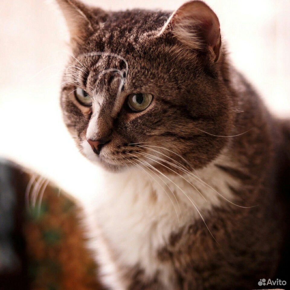 Семен Кот