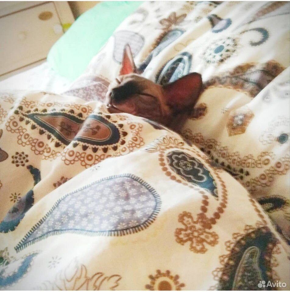 Молодая кошечка Люсьен познакомится с опытным коти
