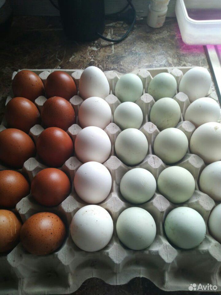 Инкубационное яйцо кур