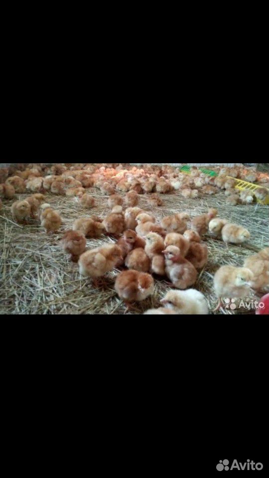 Цыплята несушки Ломан Браун