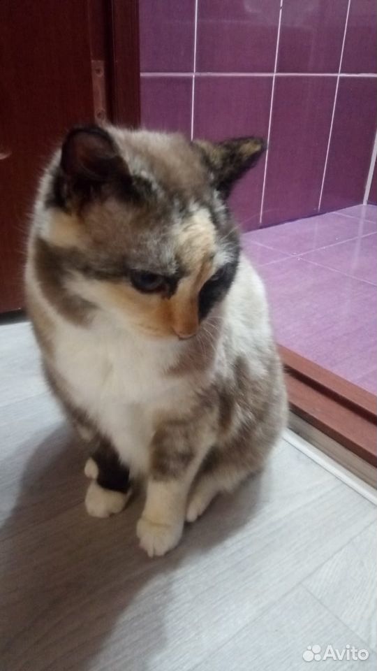 Кошечка Эми