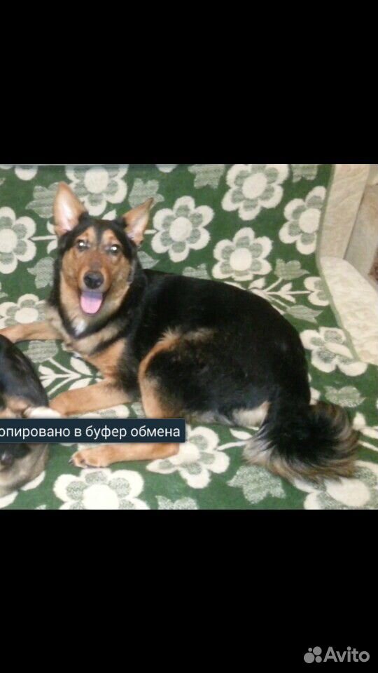 Мини хаски Арчи 54321