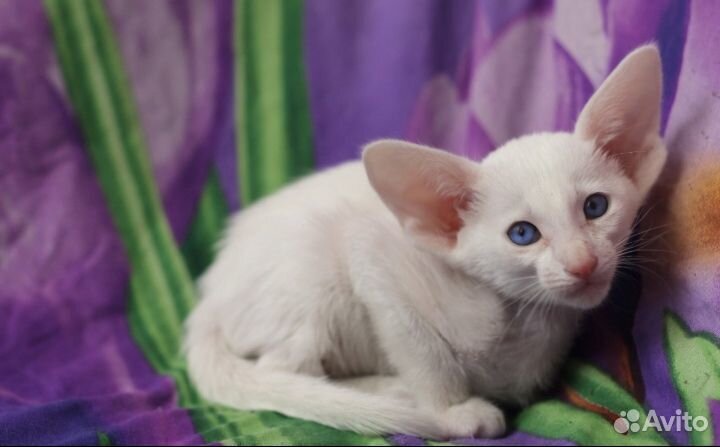 Голубоглазые котята петерболд