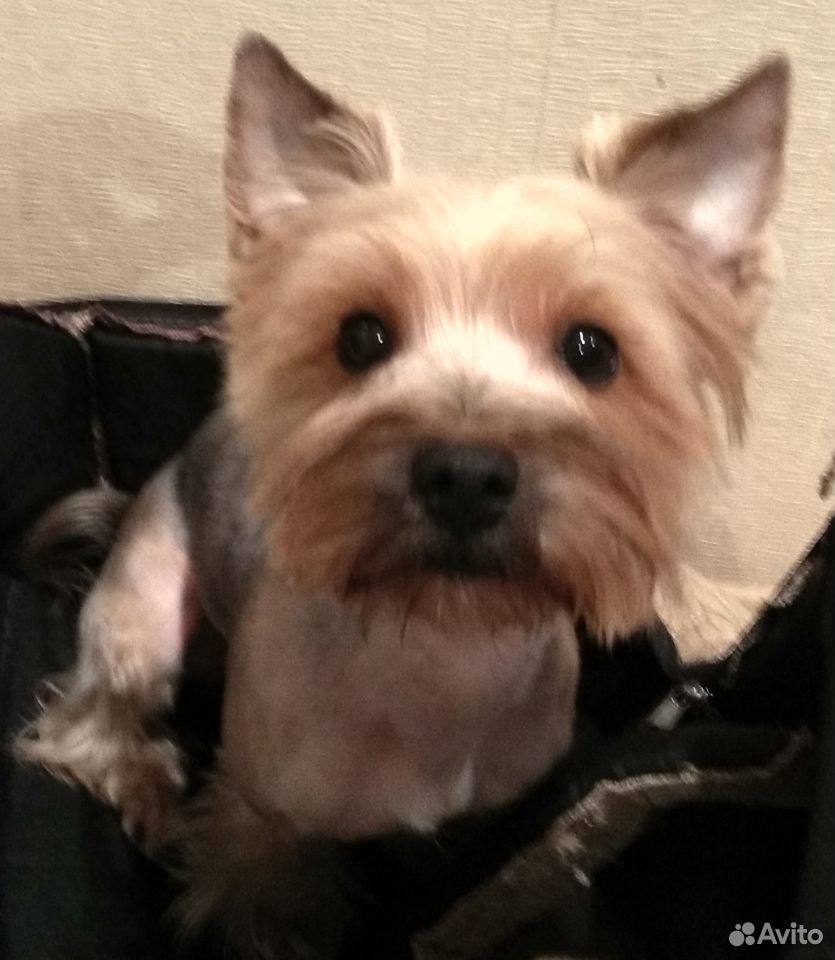 Отдам собаку Йоркширский терьер в добрые руки