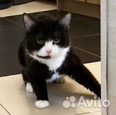 Шикарный котик