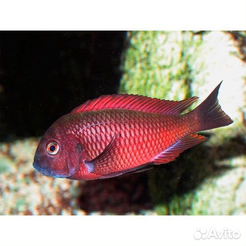 Трофеус молиро