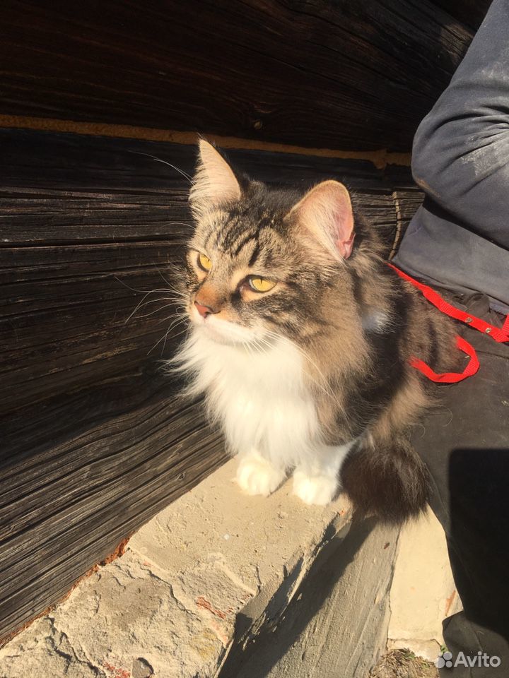 Кот Леошкин в добрые руки