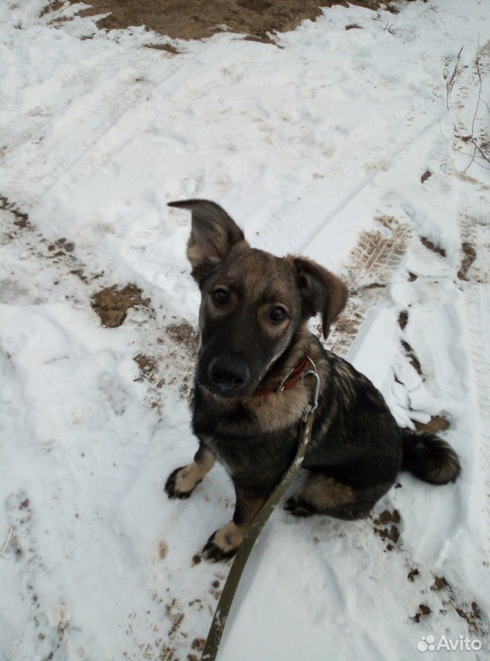 Ищем жену для мимимишного пёселя