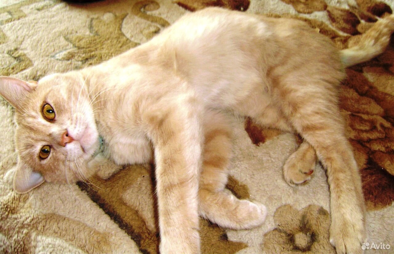 Ростов-на-Дону абрикос ищет дом