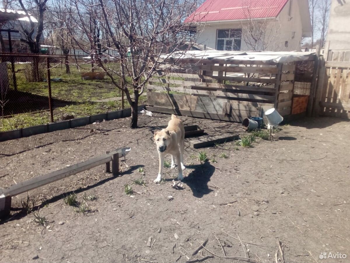 Отдам в добрые руки