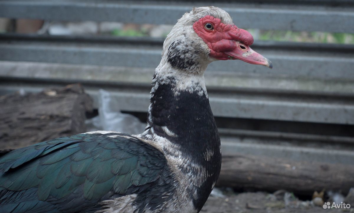 Селезень индоутак