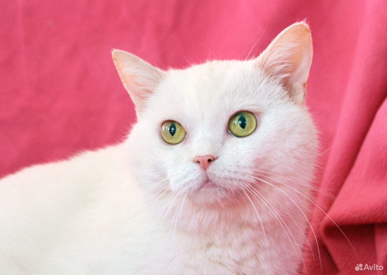 Пушок белоснежный домашний оберег в дар