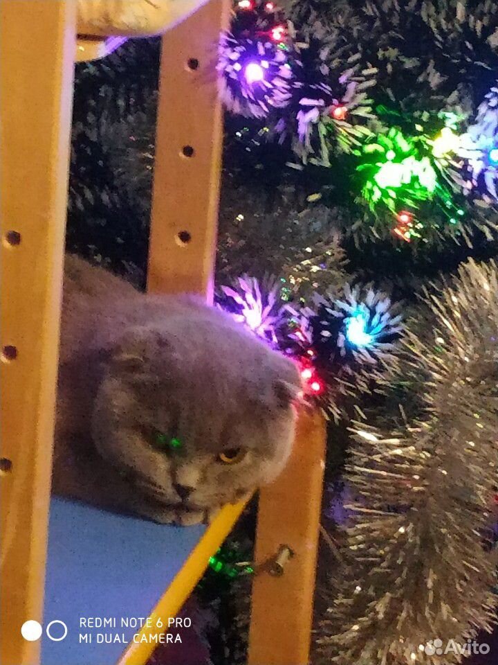 Шотландская