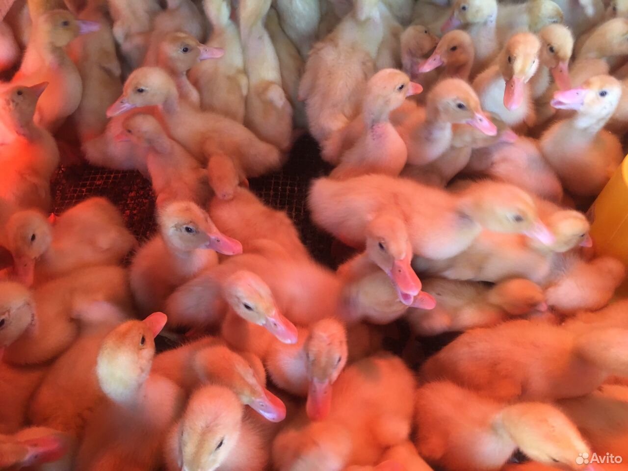 Утята пекинские, фаворит