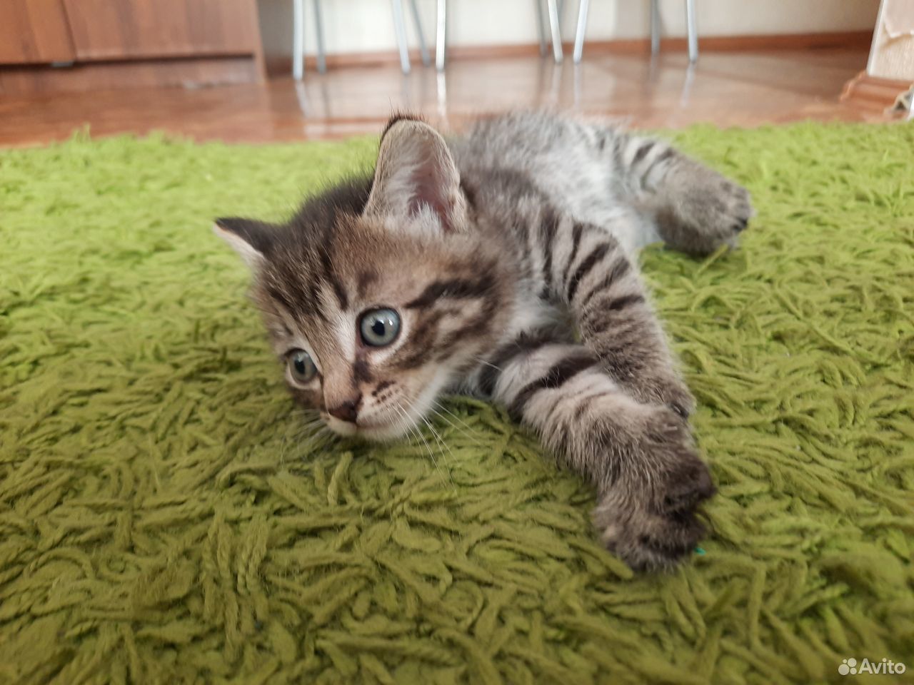 Отдам милые комочки в добрые руки