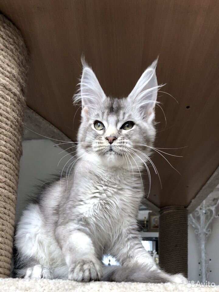 Серебряная кошка