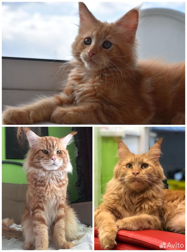 Замурчательный которебенок