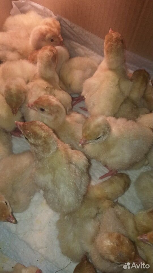 Индюшата биг6 и конвектор