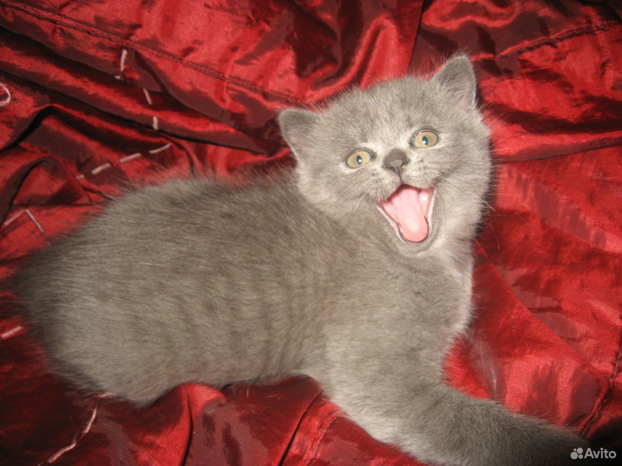 Британские котята продаются